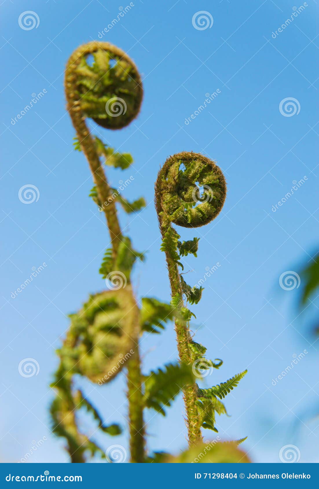 Sacred Geometry in Nature stock photo. Image of life - 71298404