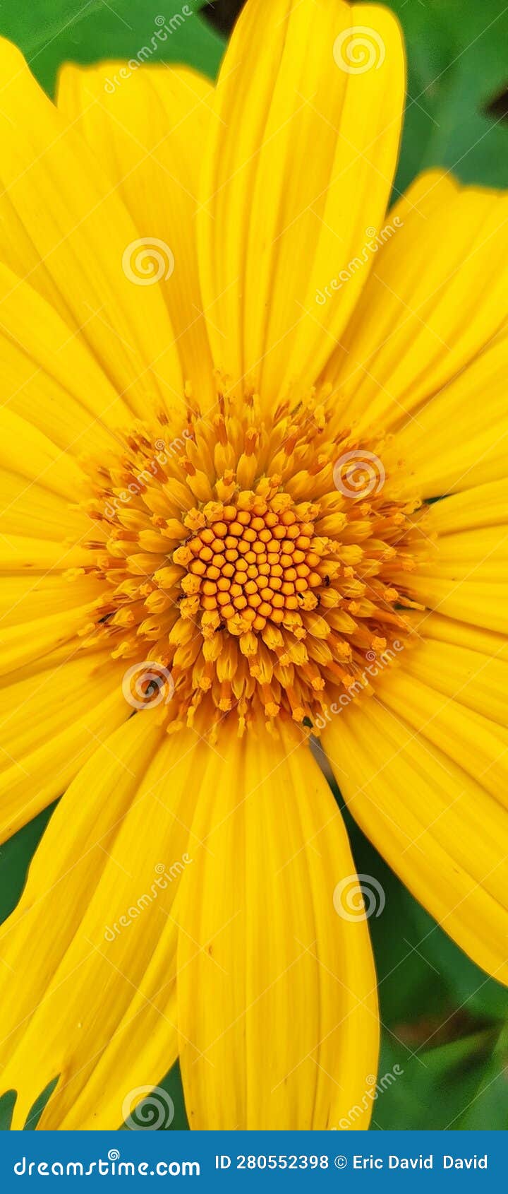 Sacred geometry sunflower stock photo. Image of wildflower - 280552398