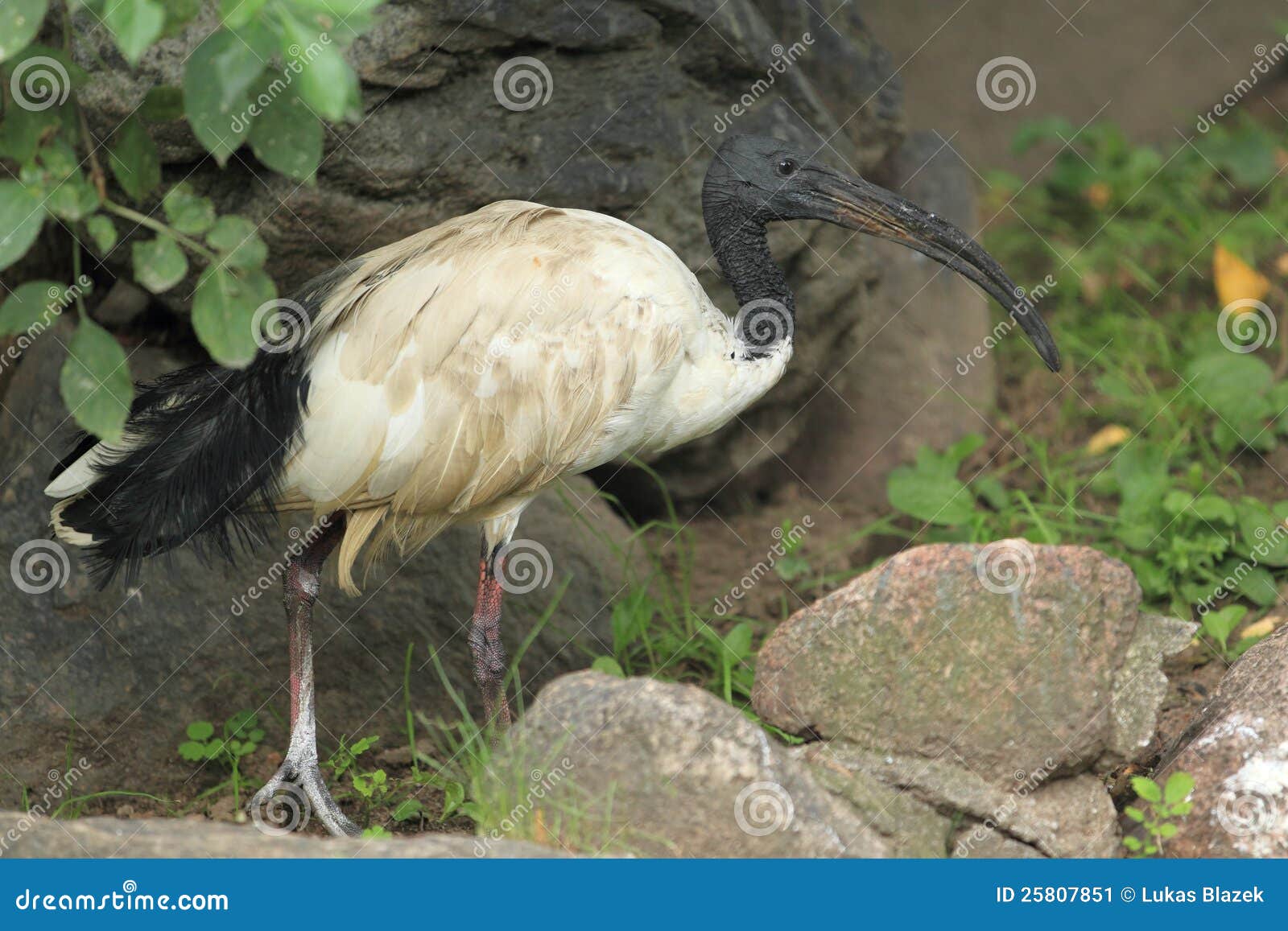 Sacred ibis stock image. Image of aethiopicus, nature - 25807851