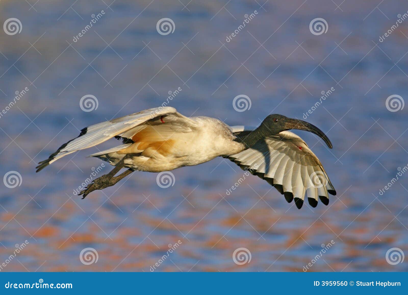 Sacred Ibis stock photo. Image of beak, feather, sharp - 3959560