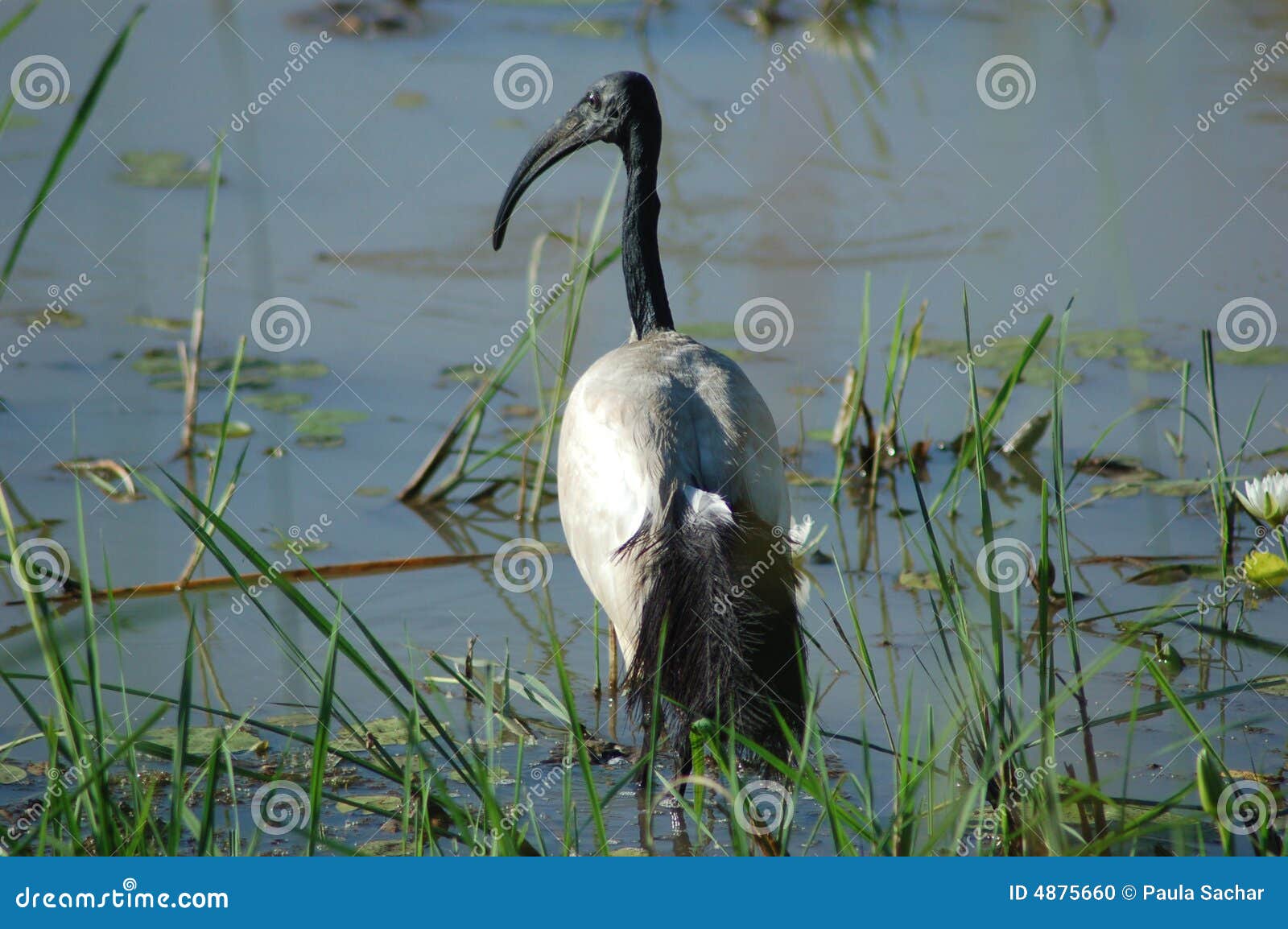 Sacred Ibis stock photo. Image of animal, river, africa - 4875660