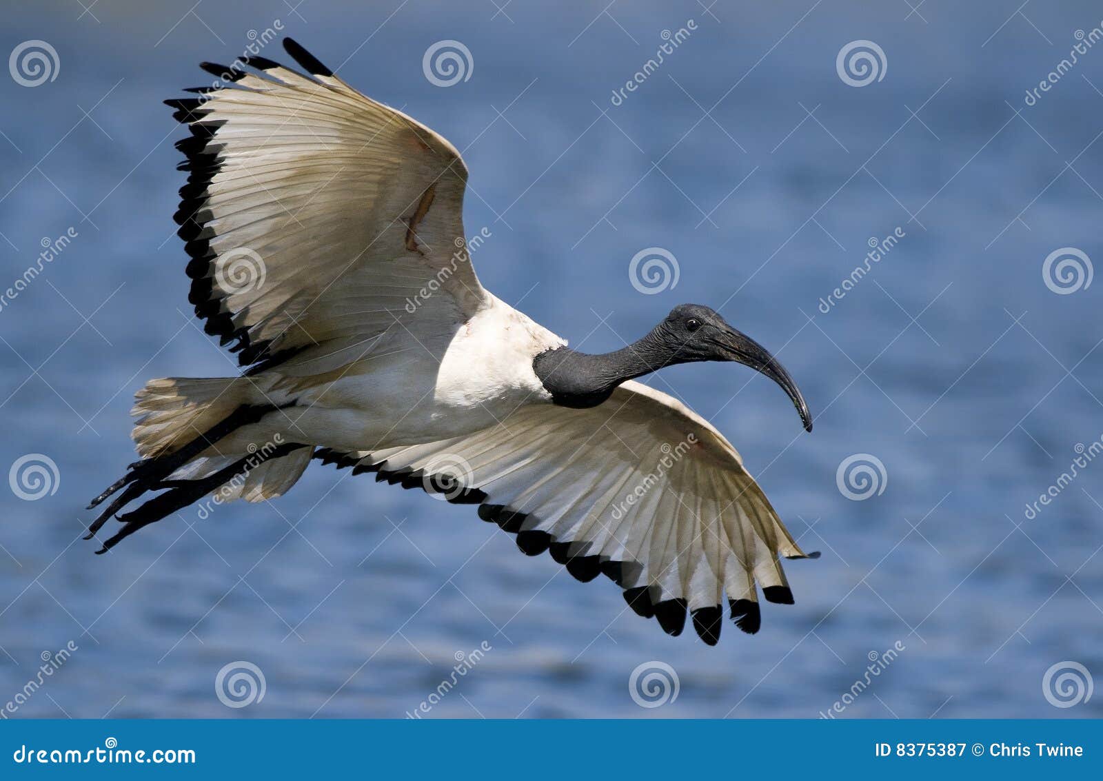 Sacred ibis stock image. Image of plumage, blue, predator - 8375387