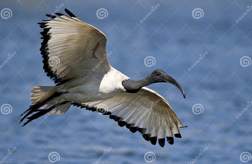 Sacred ibis stock image. Image of plumage, blue, predator - 8375387