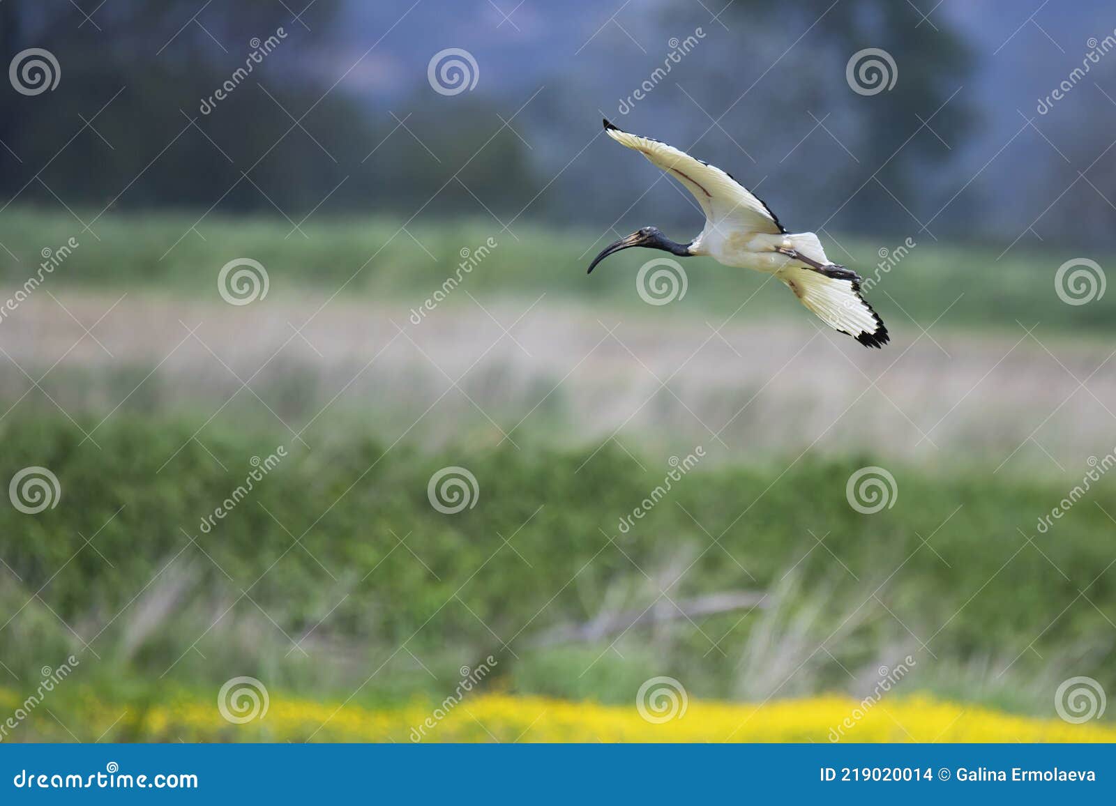 Sacred ibis flies stock photo. Image of bird, flies - 219020014