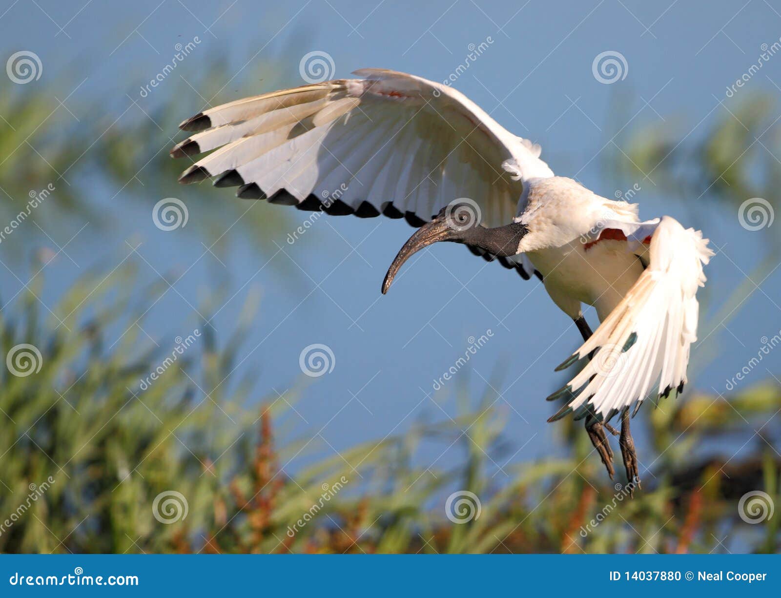 Sacred Ibis in flight stock photo. Image of cape, town - 14037880