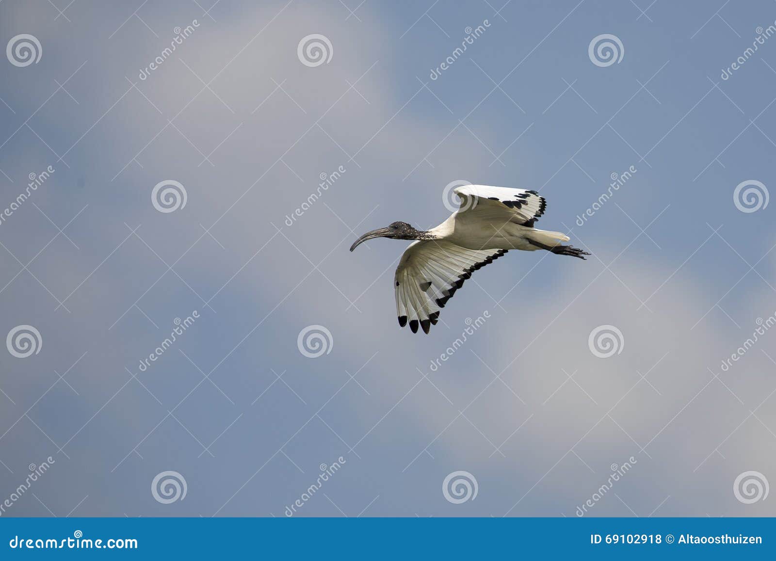 Sacred Ibis in Flight Against Blue Sky Stock Photo - Image of feather ...