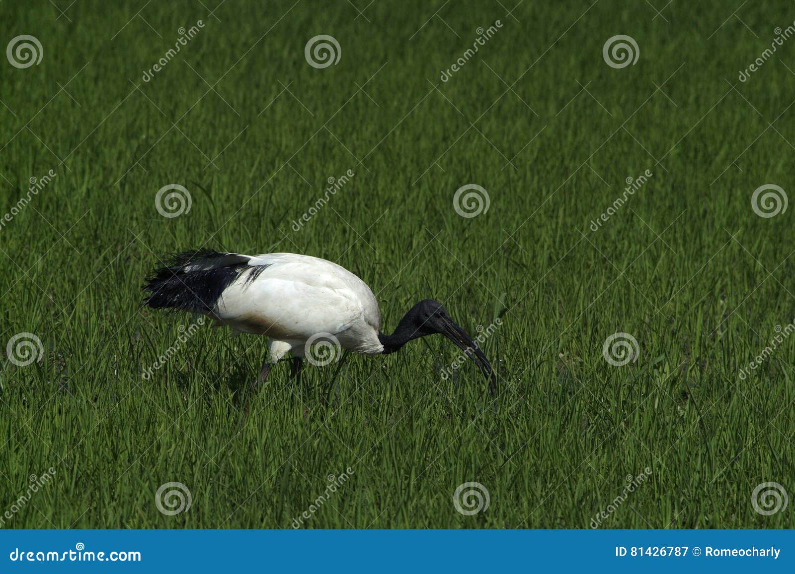 Sacred ibis stock image. Image of fields, water, standing - 81426787