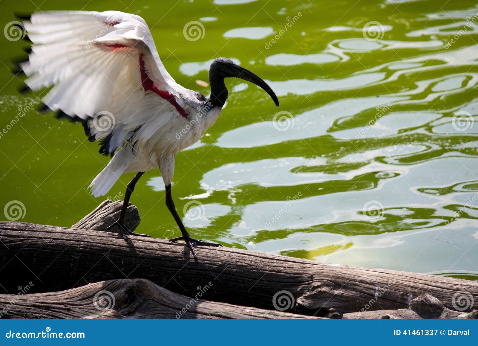 Sacred ibis of Madagascar stock image. Image of openness - 41461337