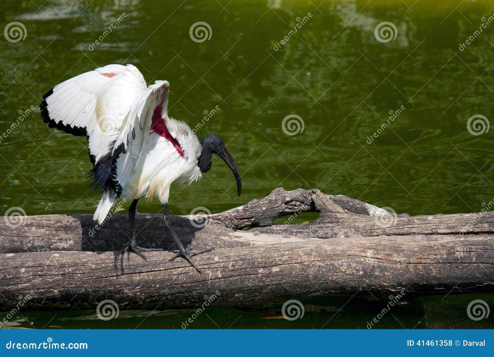 Sacred ibis of Madagascar stock photo. Image of lakes - 41461358