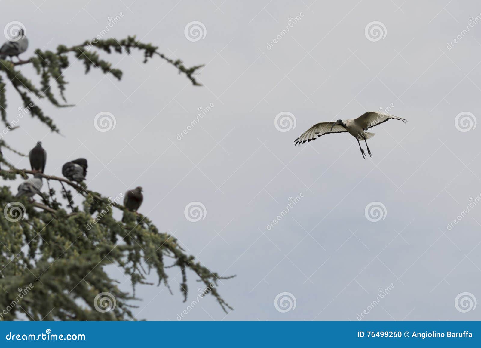 Sacred ibis nile stock photo. Image of egypt, wild, flight - 76499260