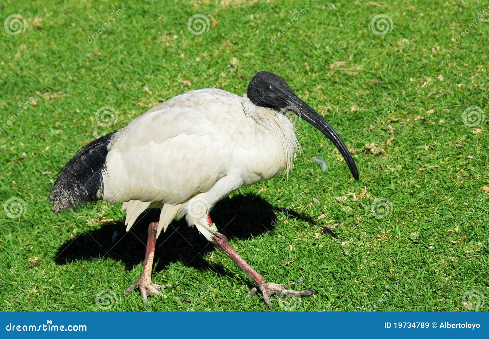 Sacred Ibis, Sydney, Australia Stock Image - Image of wading, ibis ...