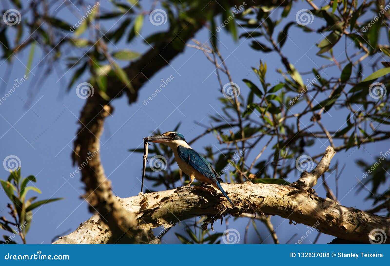 Sacred Kingfisher stock photo. Image of nature, tree - 132837008