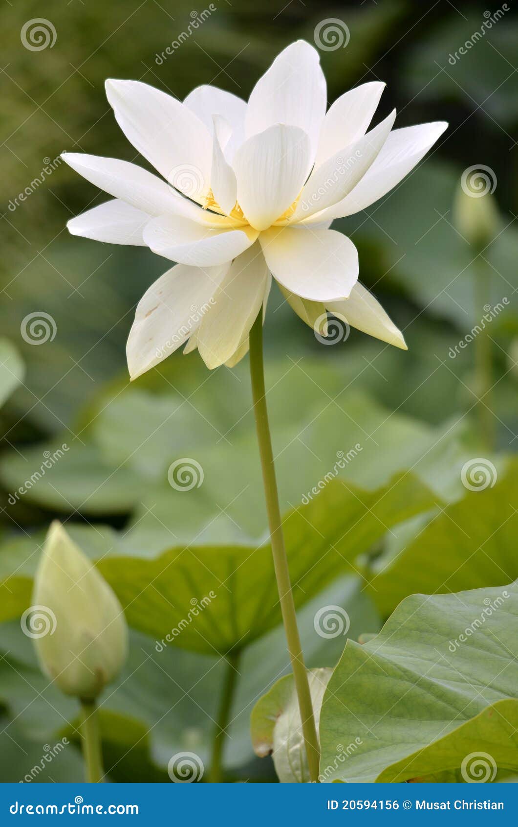 Sacred Lotus flower stock photo. Image of flower, single - 20594156