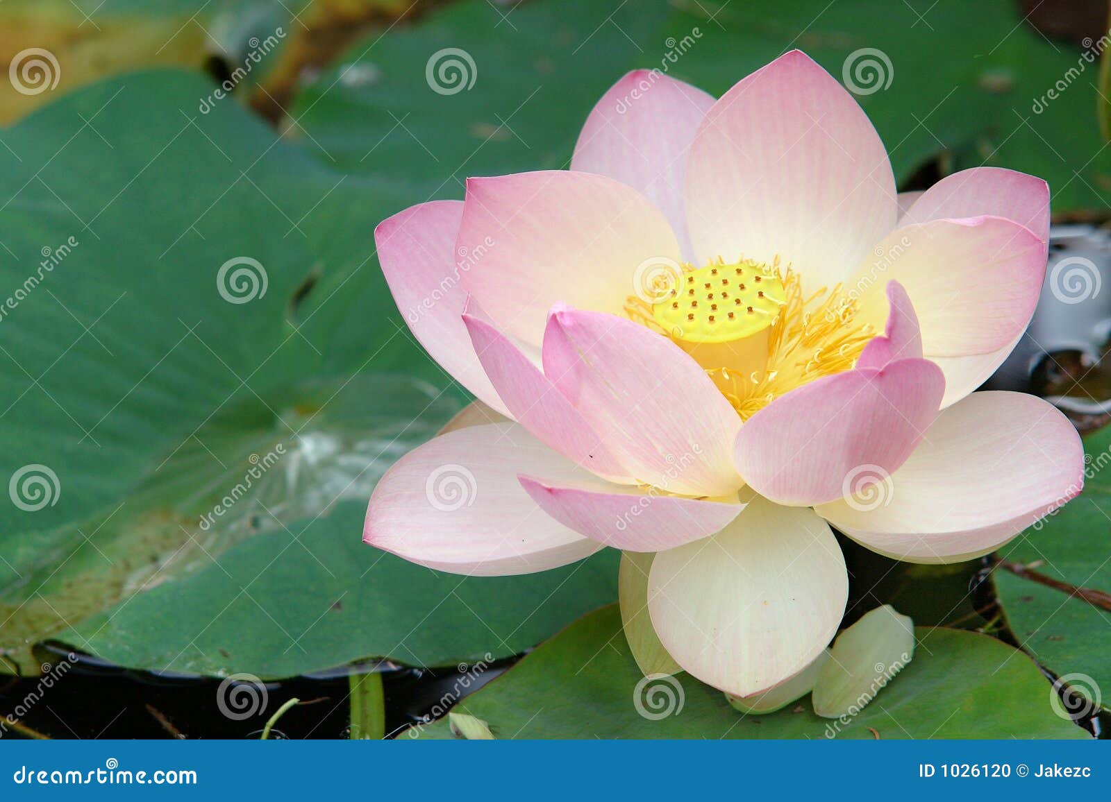 Sacred Lotus Flower (close Up) Stock Photo - Image: 1026120