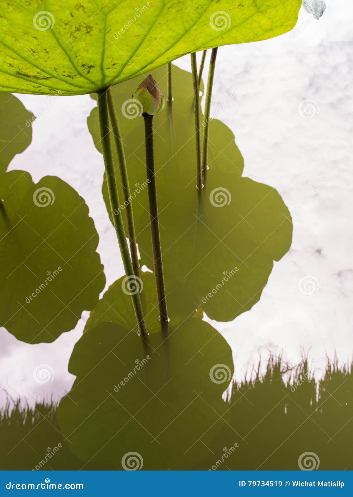 Sacred Lotus Flower stock image. Image of nelumbo, indian - 79734519