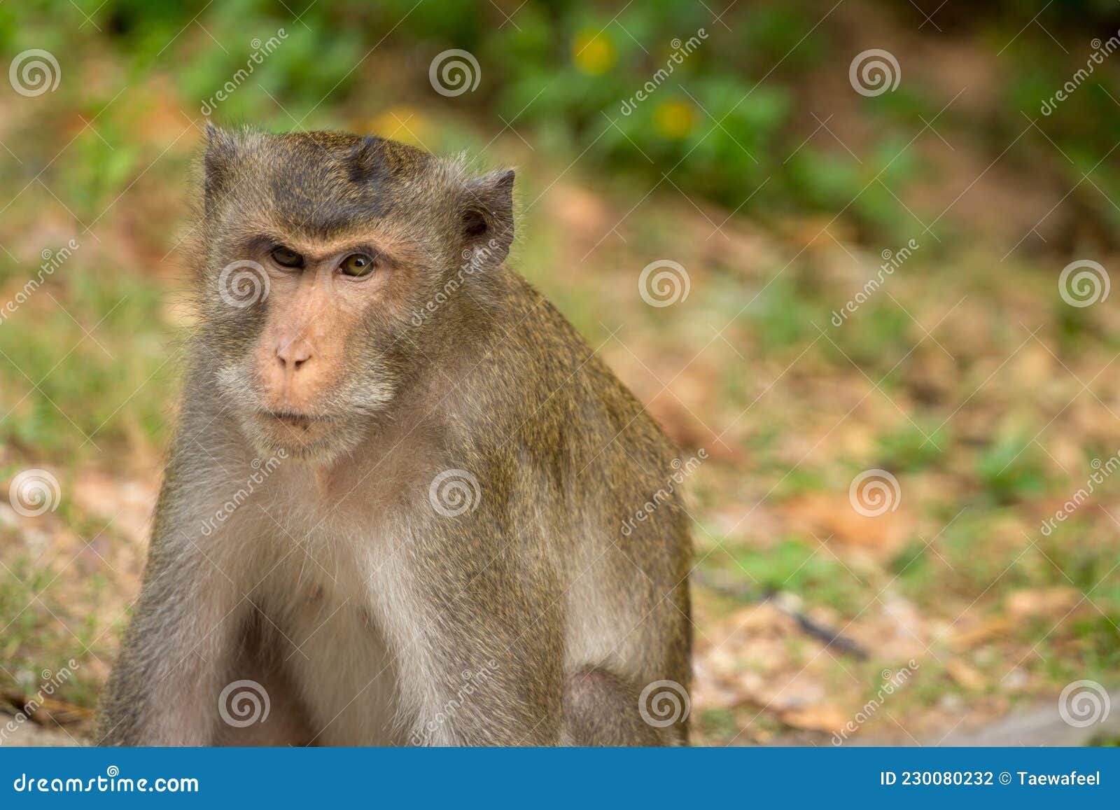 Monkey in Forest , Monkeys with a Baby Stock Photo - Image of mammals ...