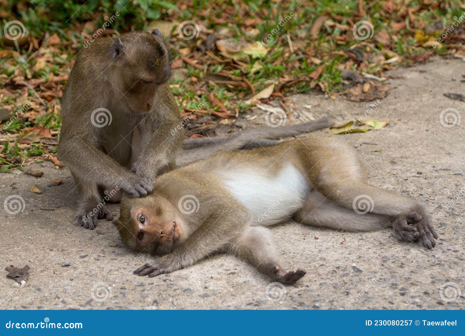 Monkey in Forest , Monkeys with a Baby Stock Image - Image of jungle ...