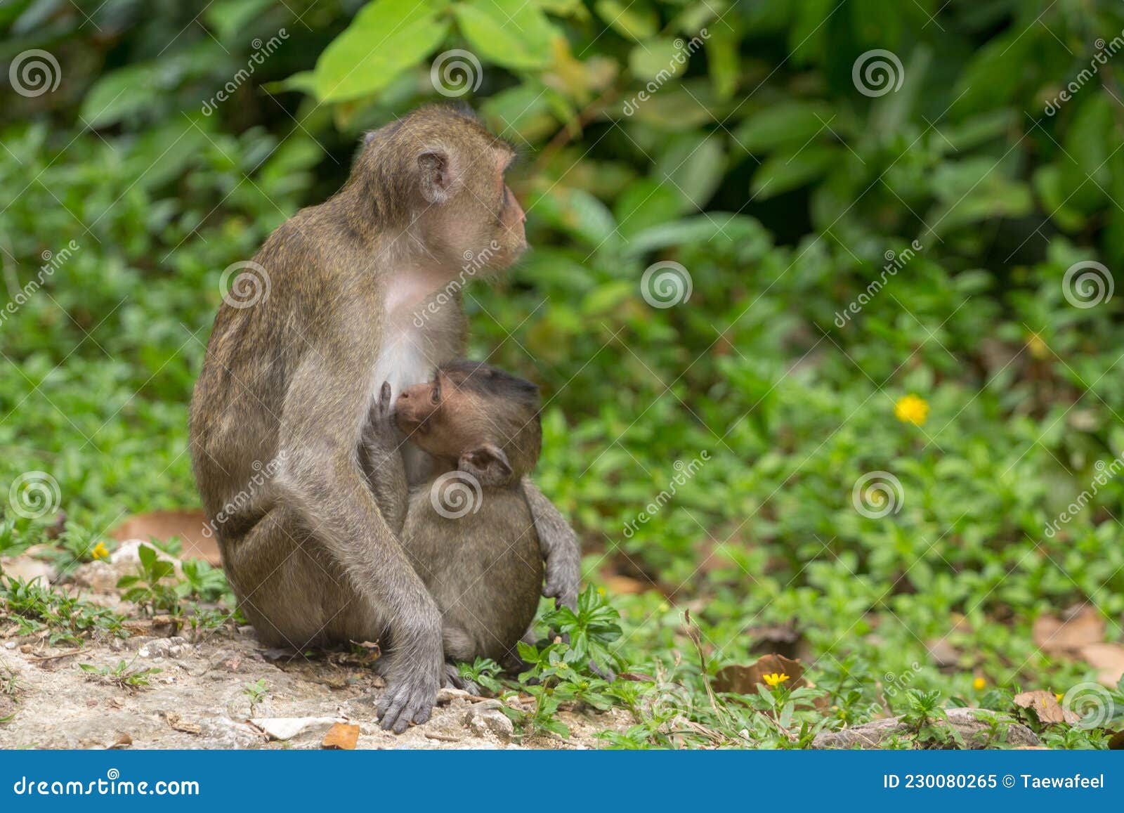 Monkey in Forest Lives in Nature. Stock Image - Image of jungle ...