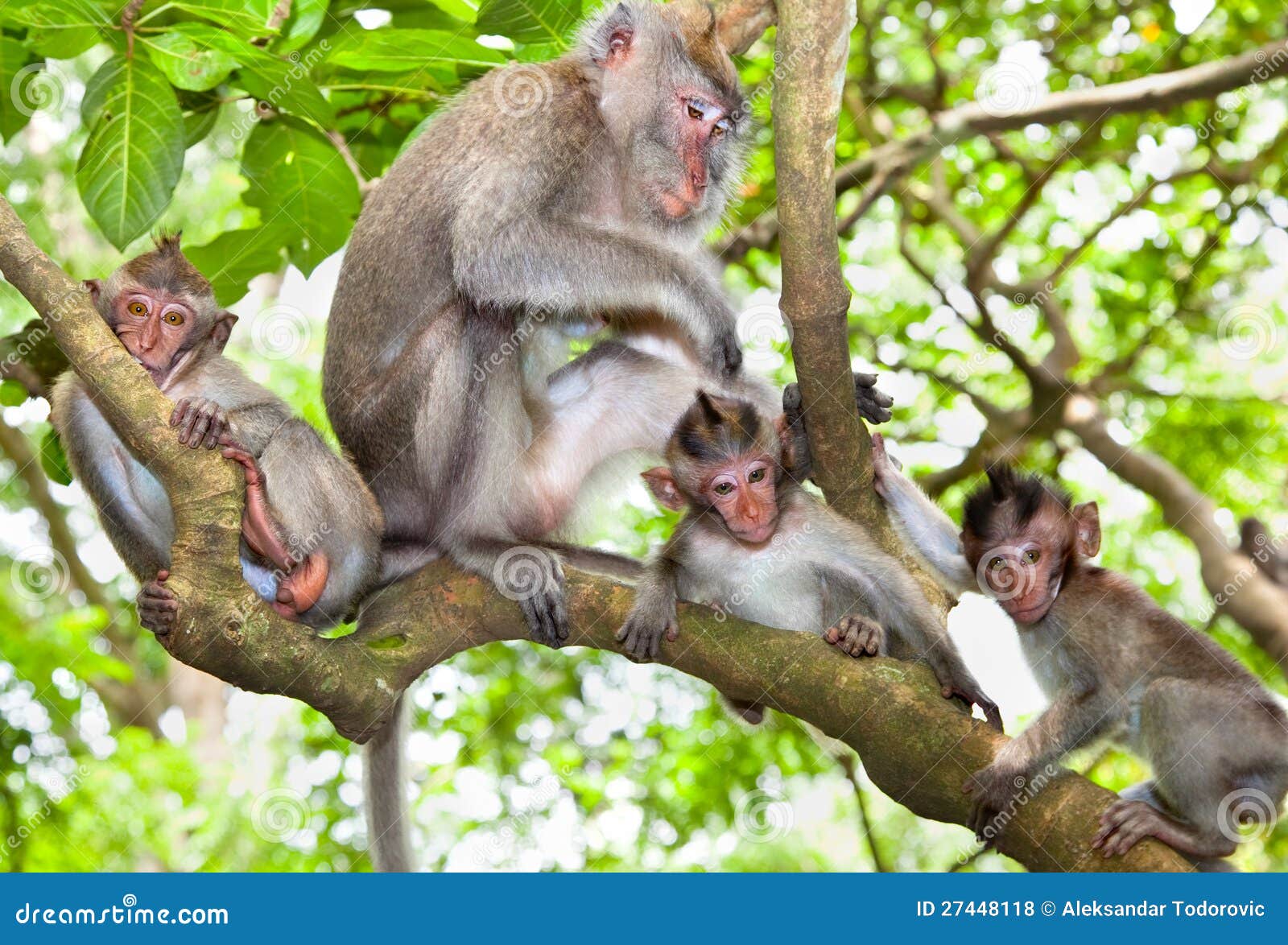 Monkey In The Forest Stock Photo | CartoonDealer.com #133950558