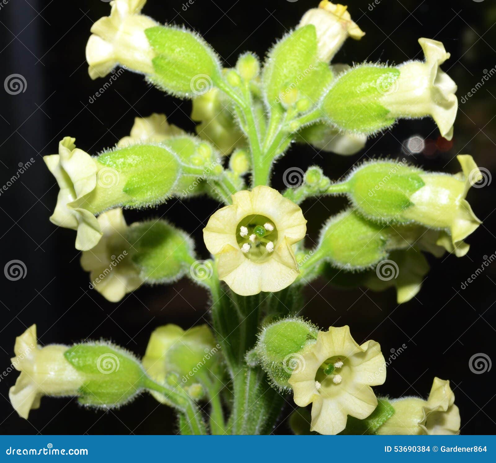Sacred Peruvian Tobacco Mapacho Stock Photo - Image of green, leaves ...