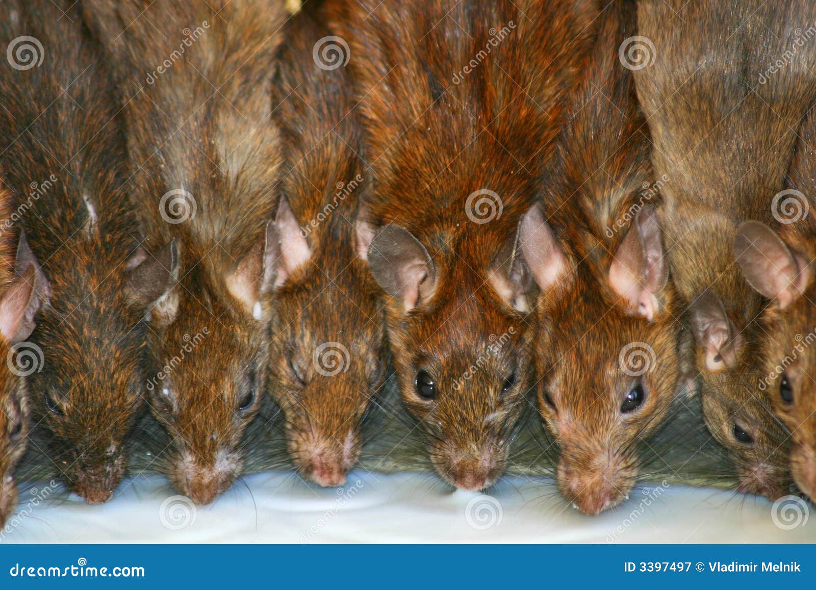 Sacred rats drinking milk stock image. Image of filthy - 3397497