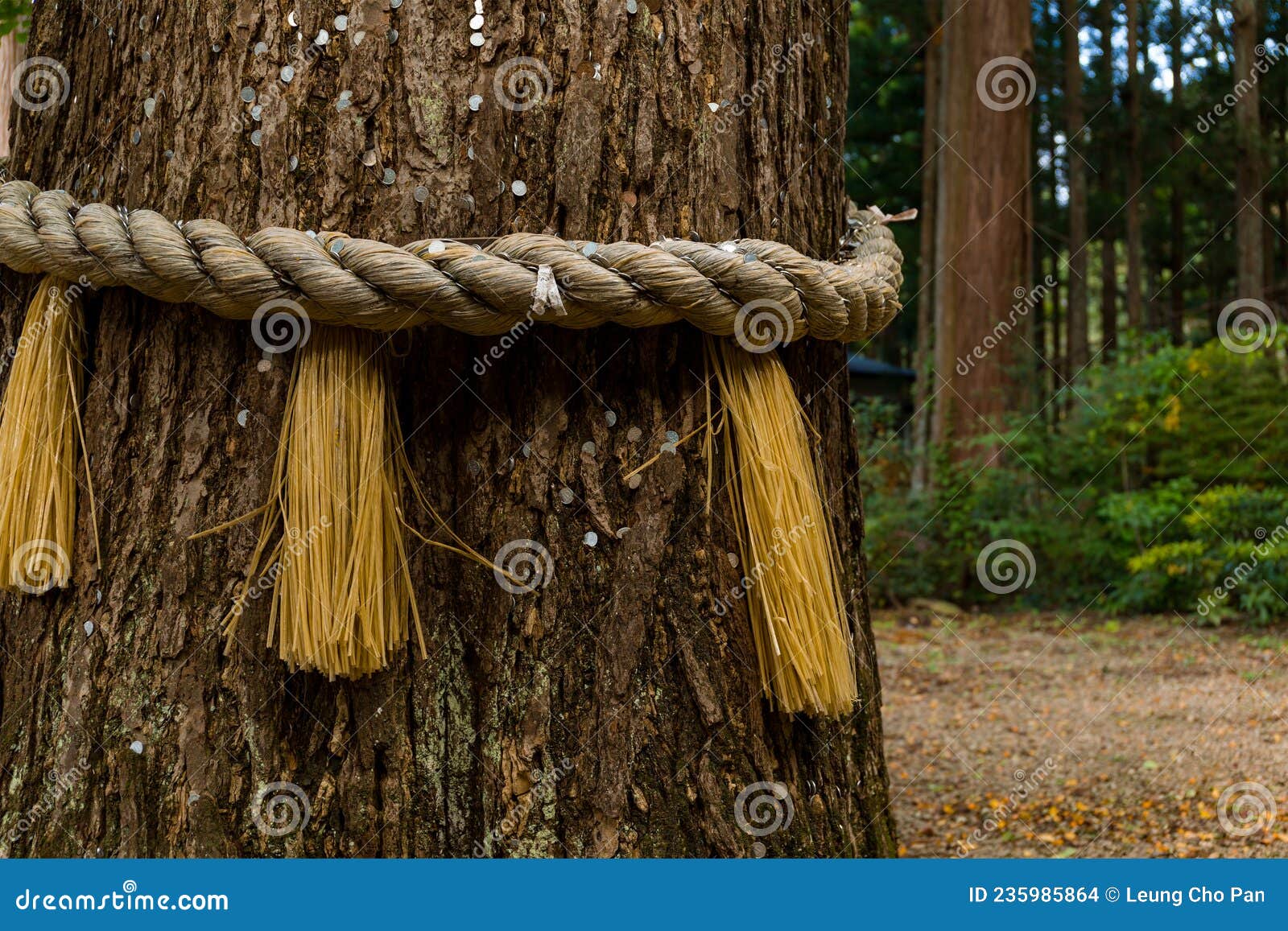 Sacred Rope, Shimenawa, And Zigzag Streamers, Shide, On Torii Gate To ...