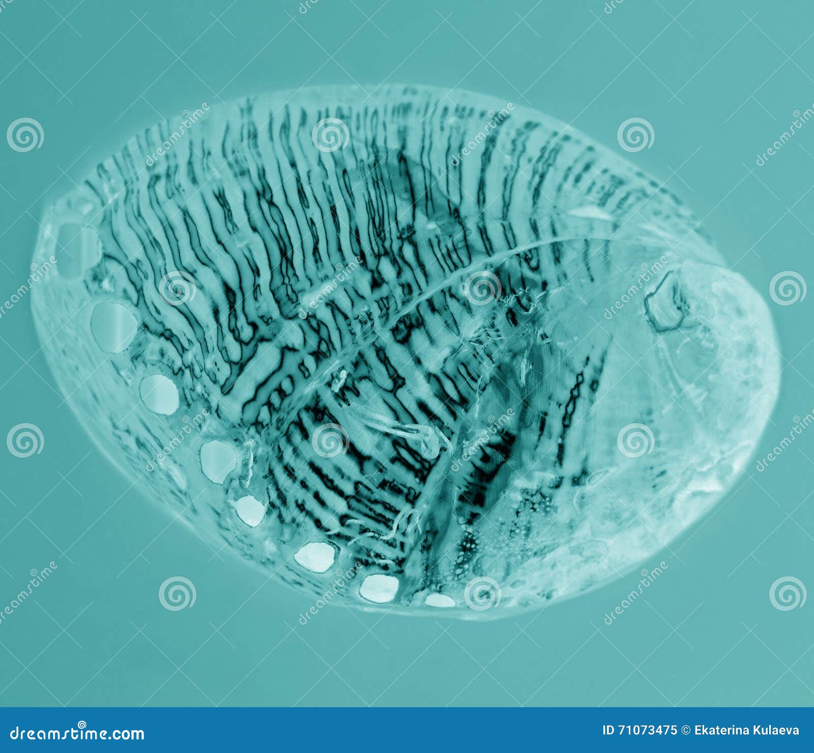 Seashell - Sacred Geometry Royalty-Free Stock Photography ...