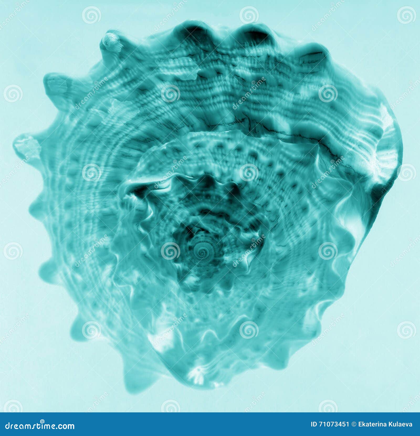 Seashell - Sacred Geometry Royalty-Free Stock Photography ...