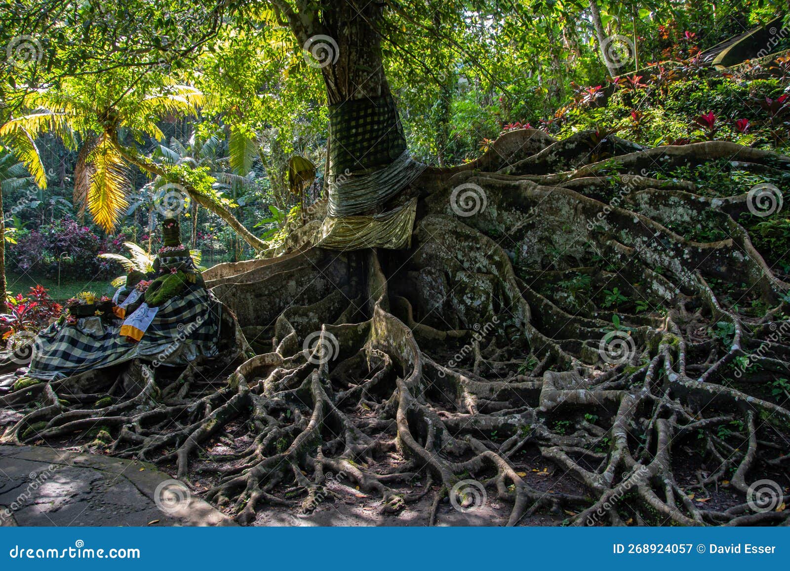 Sacred Tree Illuminated by the Sun in the Temple Complex "Goa Gajah ...