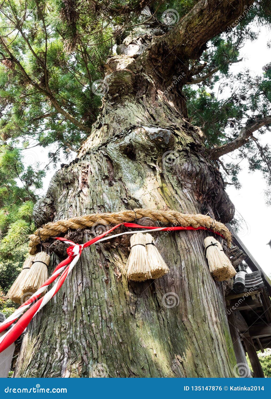 Sacred Tree in a Japanese Temple Stock Photo - Image of buddhist ...