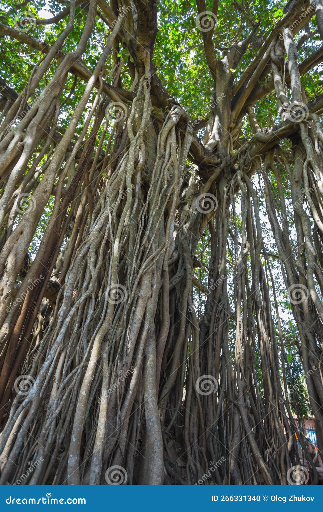 Sacred Tree in the Jungle. India Stock Photo - Image of excile, forest ...