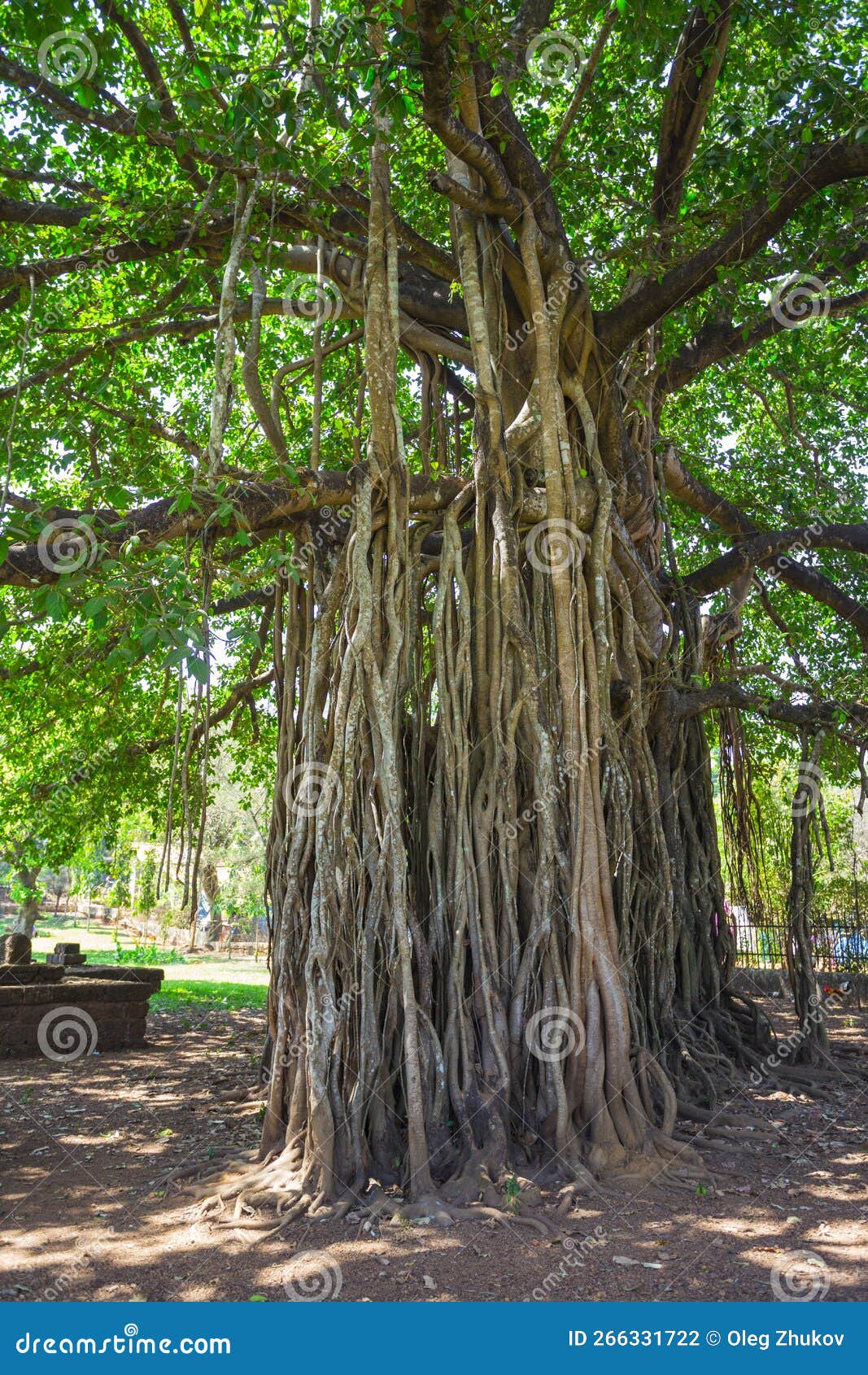 Sacred Tree in the Jungle. India Stock Photo - Image of holy, hindu ...