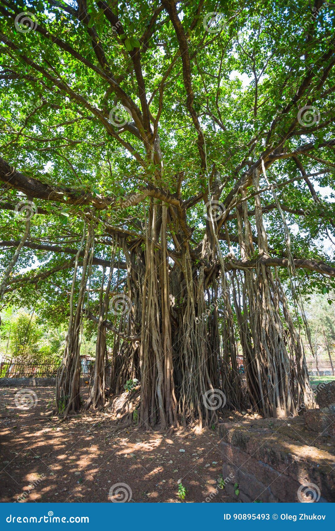 Sacred Tree in the Jungle. India Stock Image - Image of holy, india ...