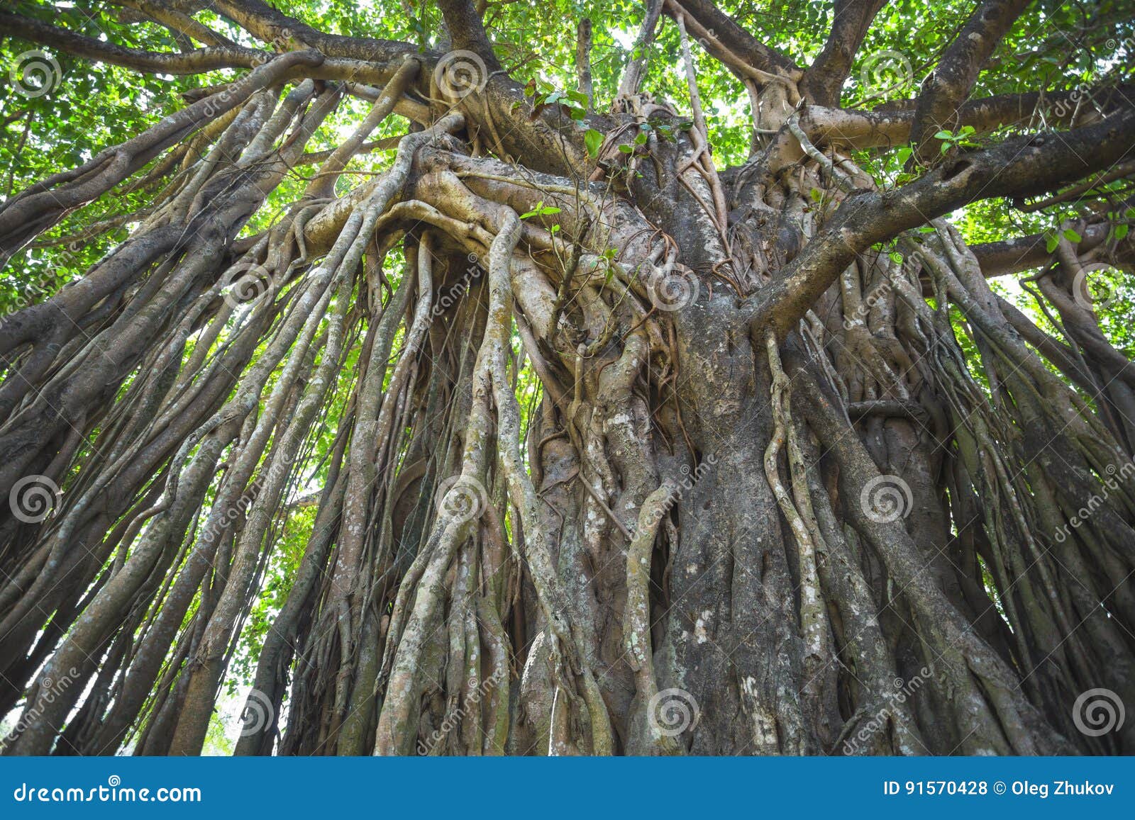 Sacred Tree in the Jungle. India Stock Photo - Image of forest, buddha ...