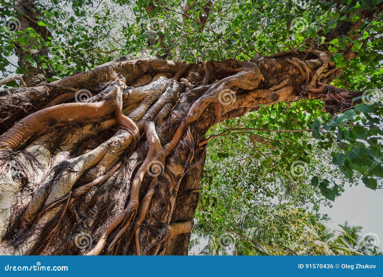 Sacred Tree in the Jungle. India Stock Photo - Image of tree, sita ...