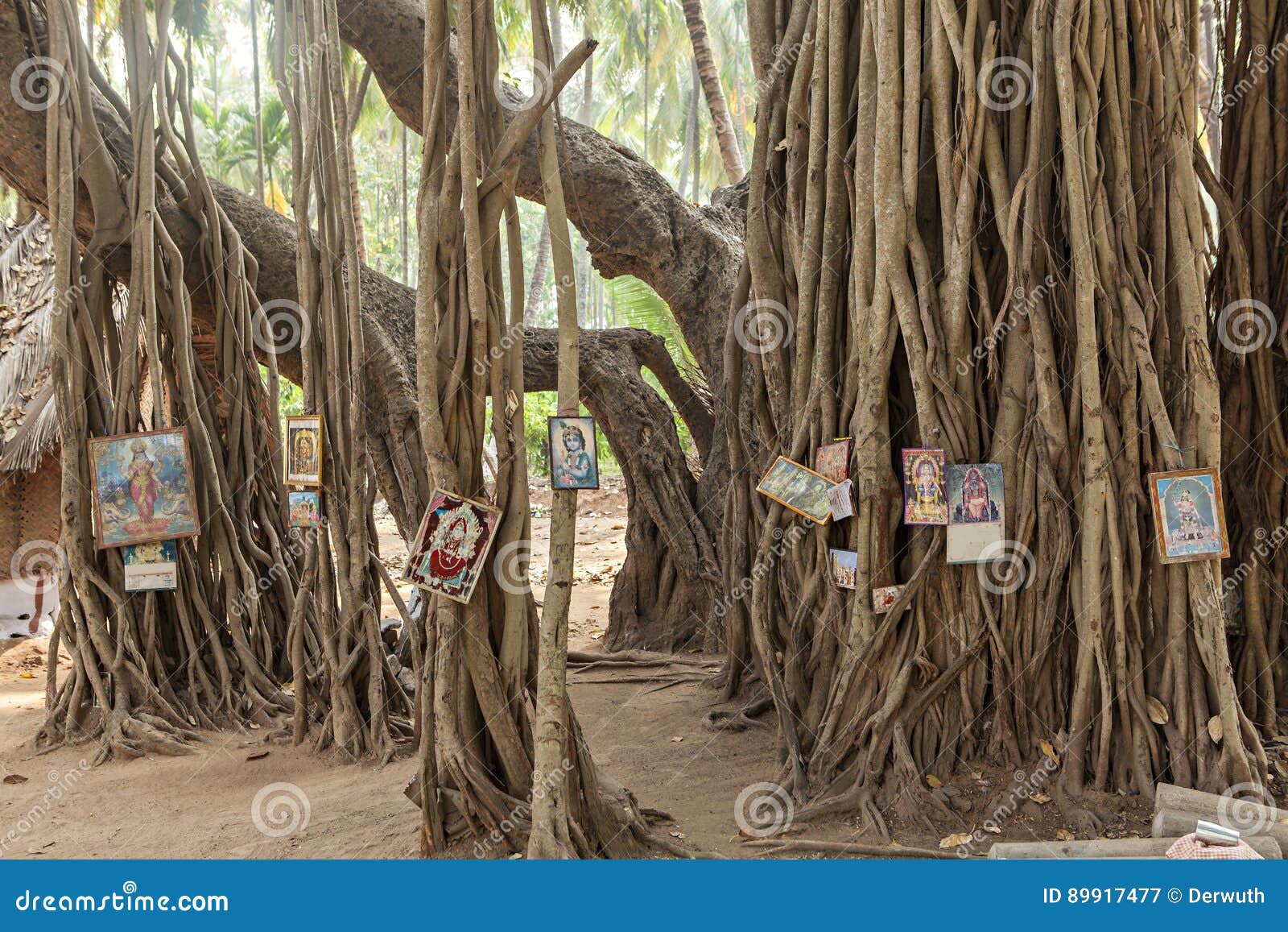 Sacred Tree Located in the South of India Stock Image - Image of ...