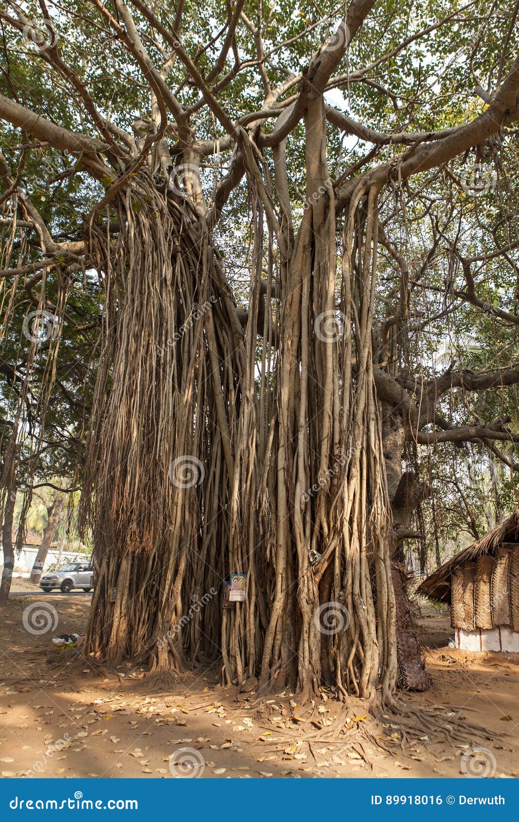 Sacred Tree Located in the South of India Stock Photo - Image of banyan ...