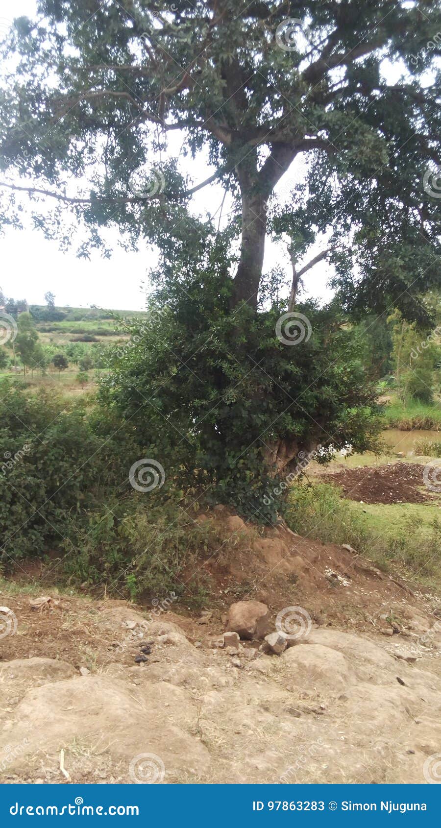 Sacred tree stock image. Image of tree, place, sacred - 97863283