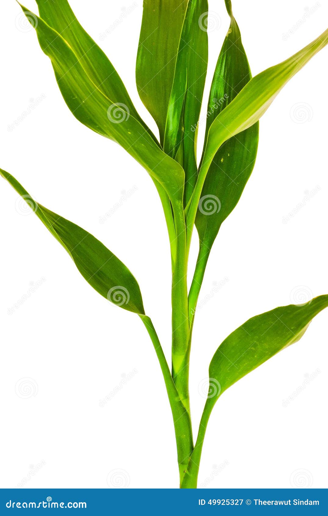 Tree Name Sign Of Name Label In Thai And English. The Sign Indicates ...