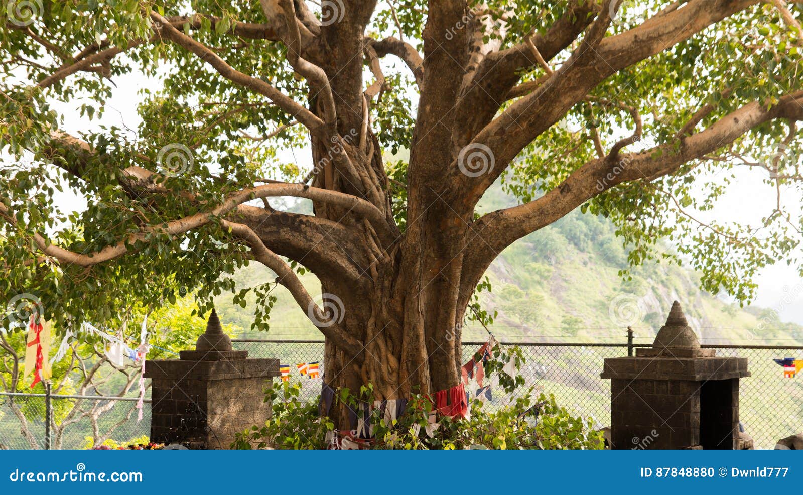 Sacred tree stock photo. Image of asia, buddhist, branch - 87848880