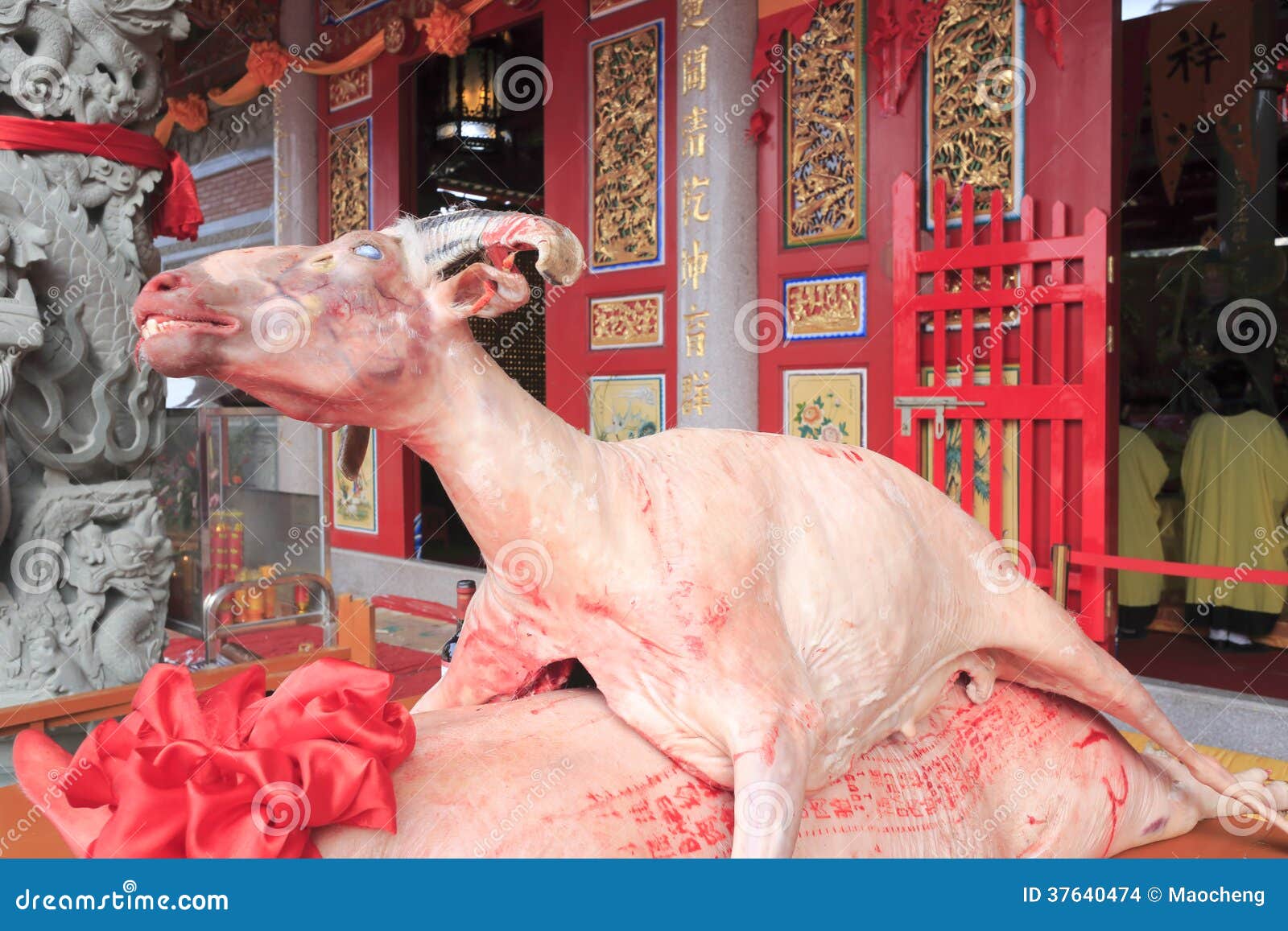 Sacrificial Ceremony by Goat Editorial Stock Image - Image of amazing ...