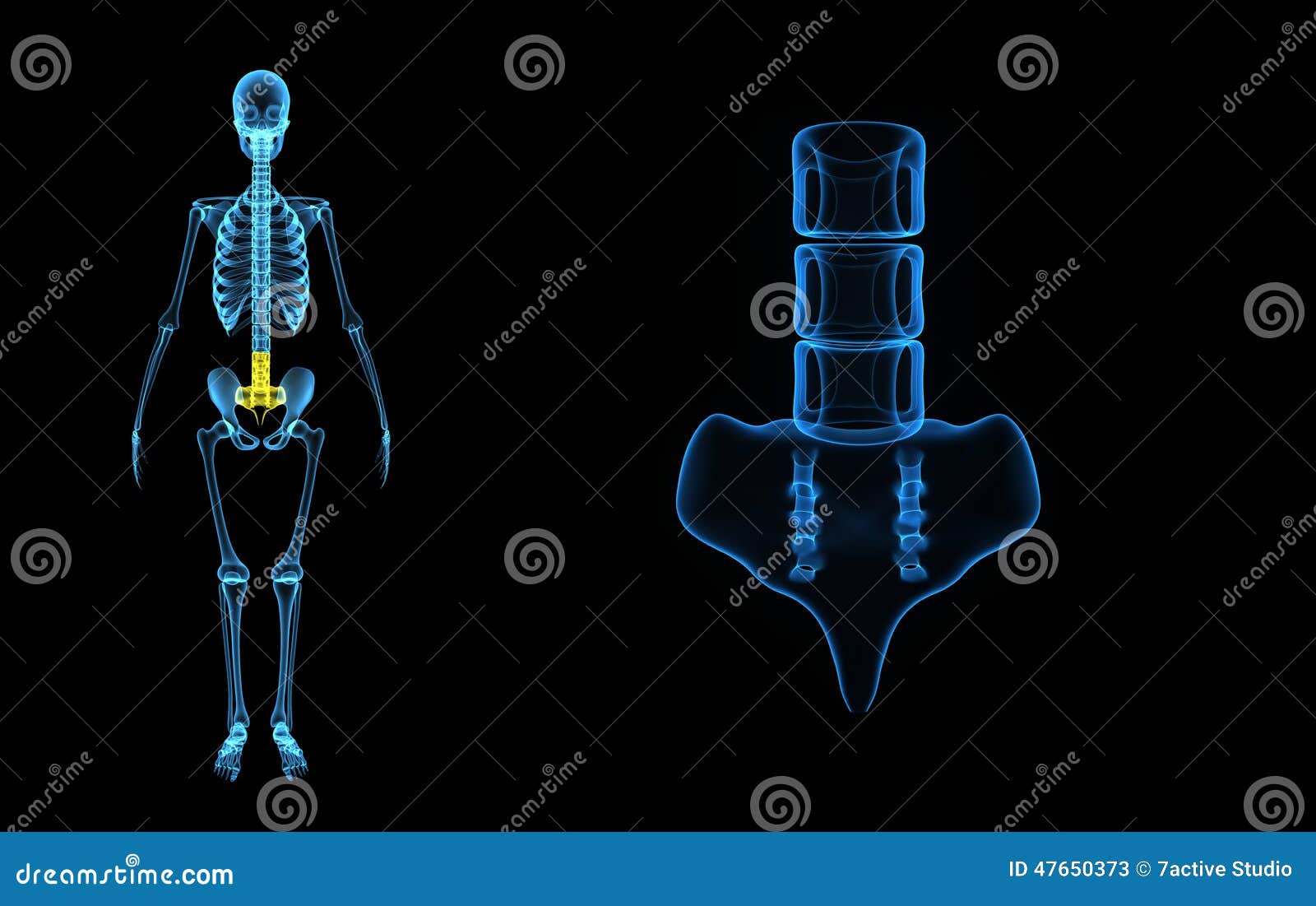 Sacro stock de ilustración. Ilustración de sacro, ligamento - 47650373