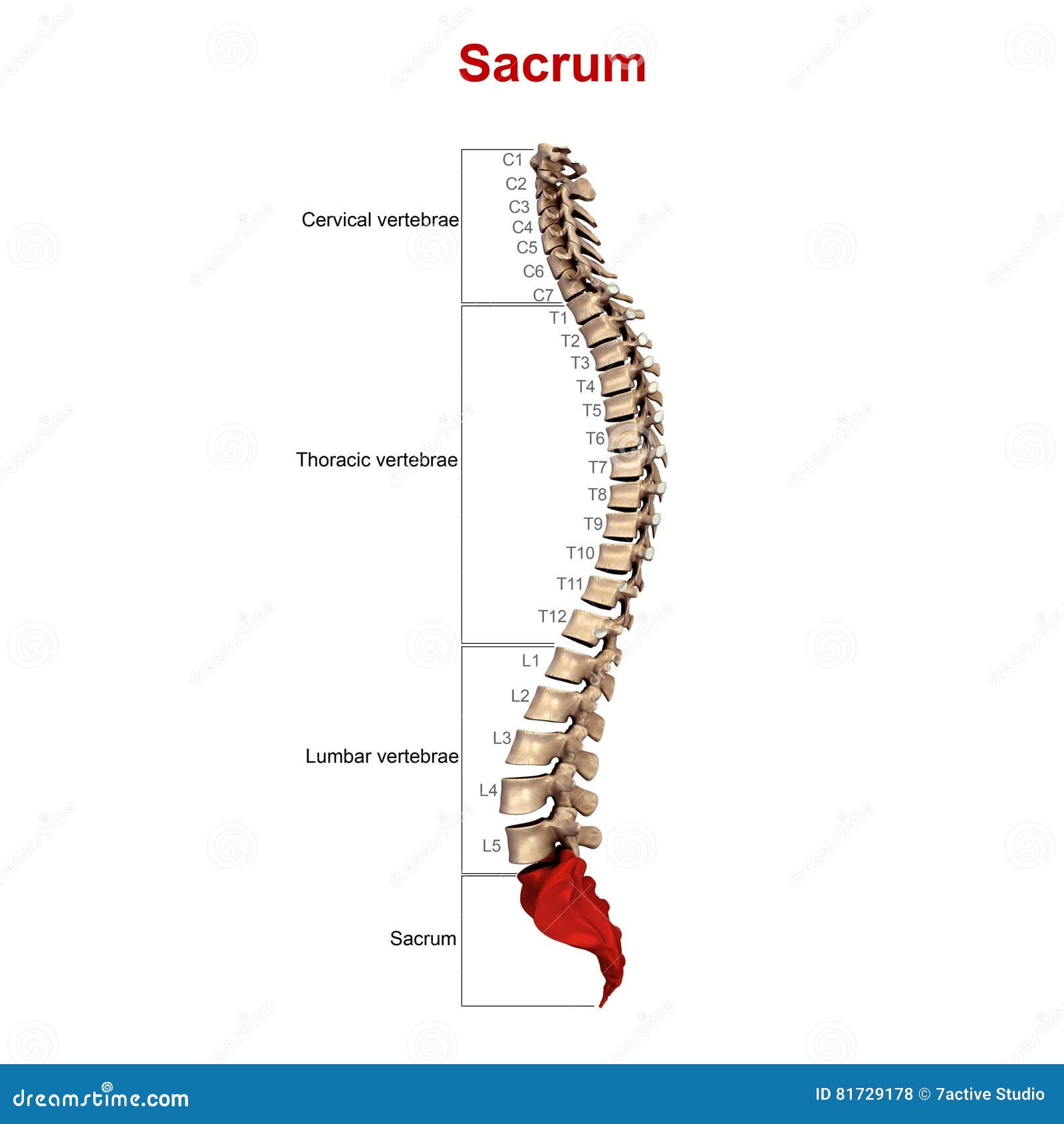Sacro stock de ilustración. Ilustración de spine, espinal - 81729178