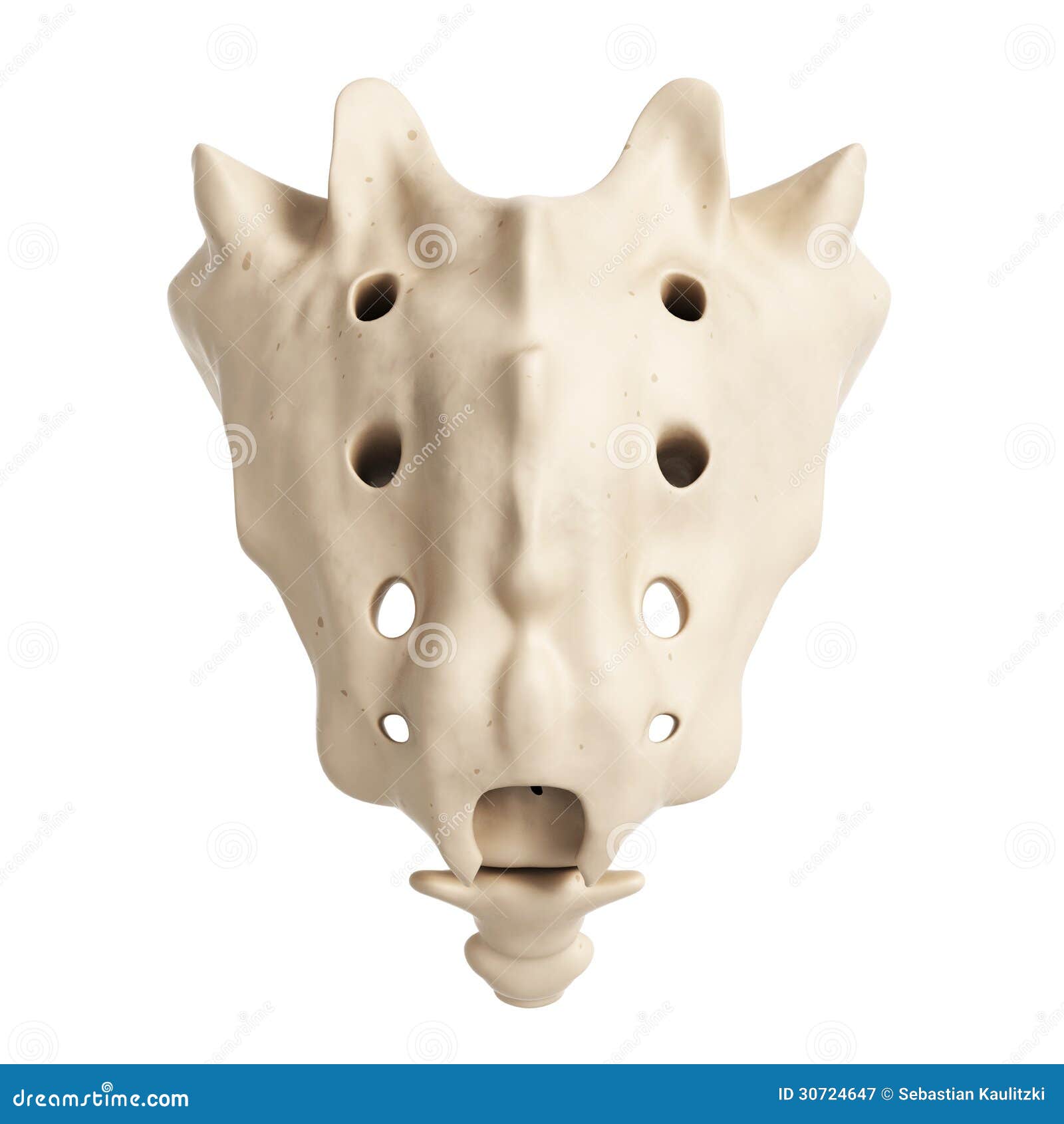 Sacro humano ilustração stock. Ilustração de espinha - 30724647