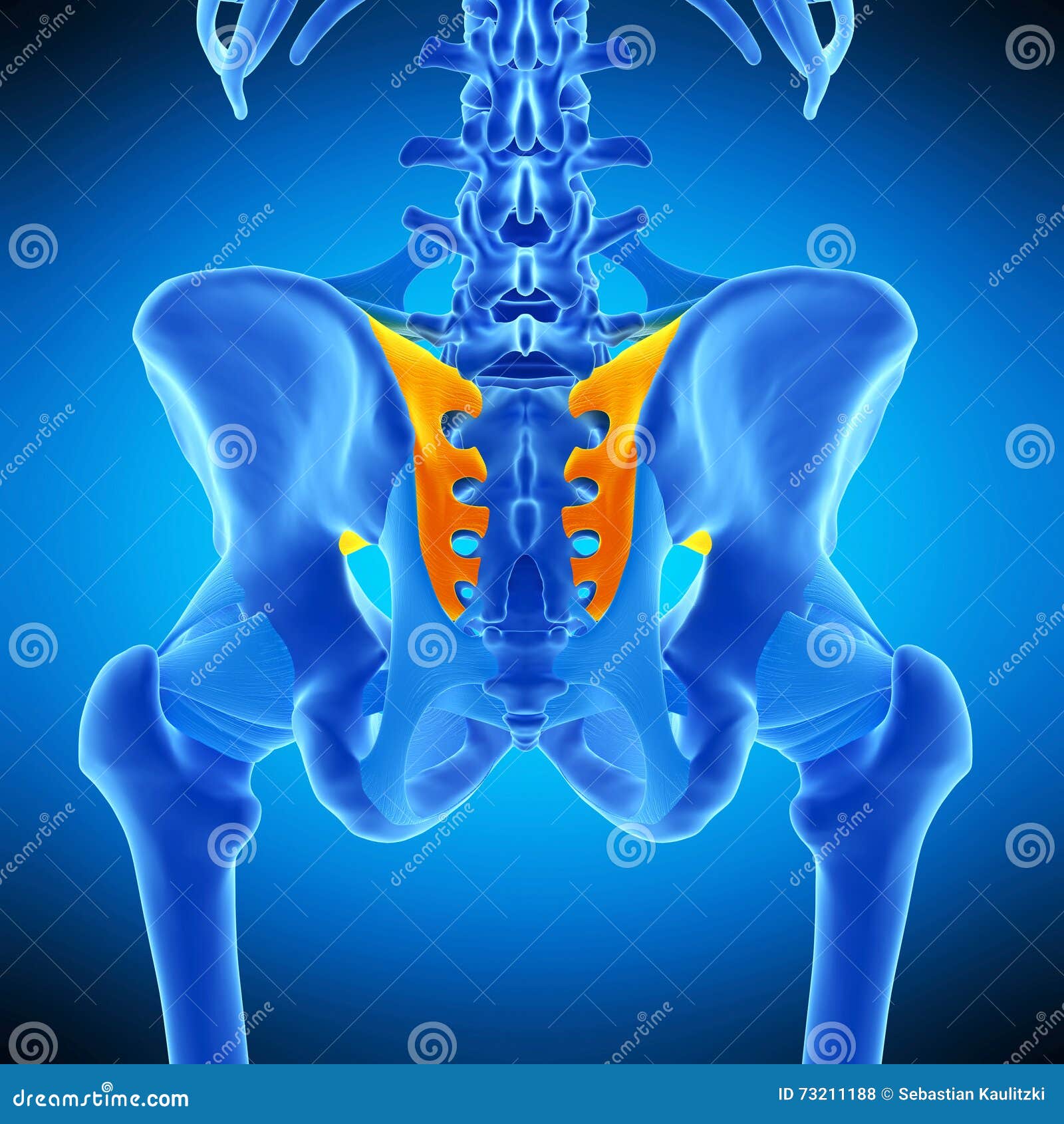 Sacroiliac Cartoons, Illustrations & Vector Stock Images - 398 Pictures ...