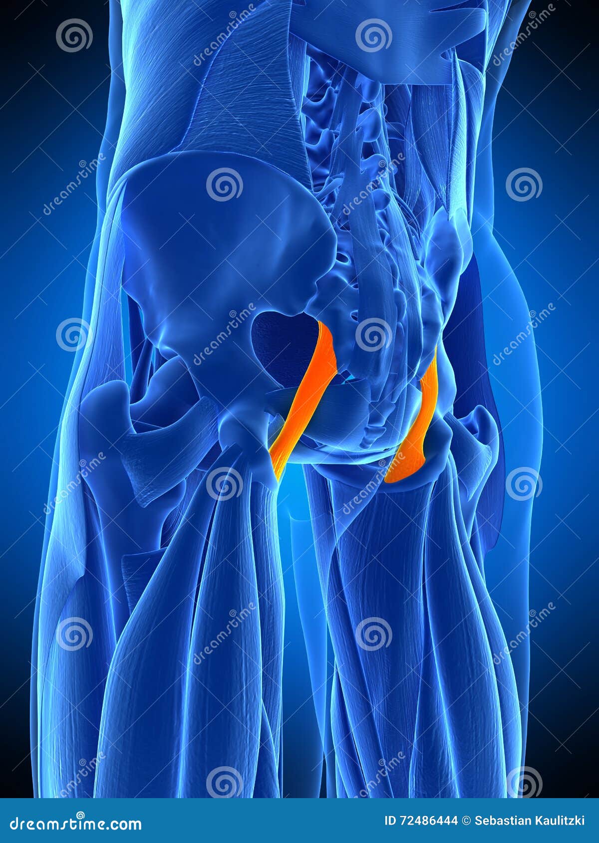 The Sacrotuberous Ligament Royalty-Free Cartoon | CartoonDealer.com ...