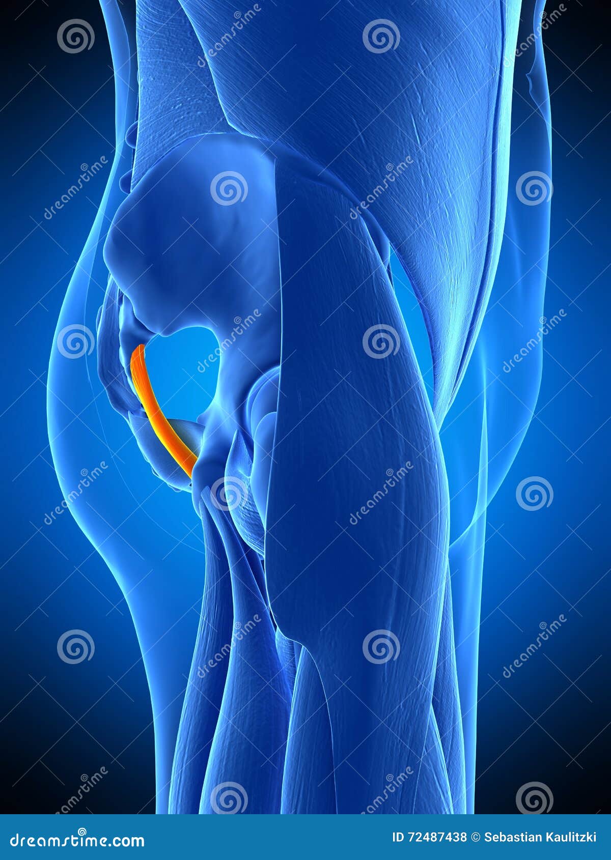 The Sacrotuberous Ligament Royalty-Free Cartoon | CartoonDealer.com ...