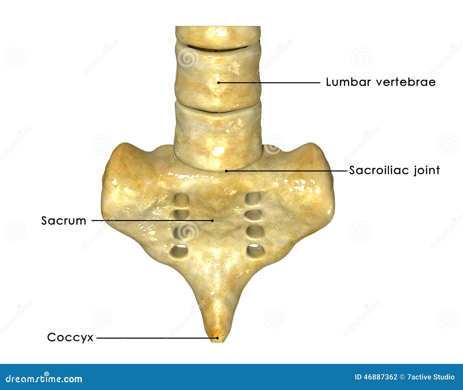 Sacrum illustration stock. Illustration du sacré, postérieur - 46887362