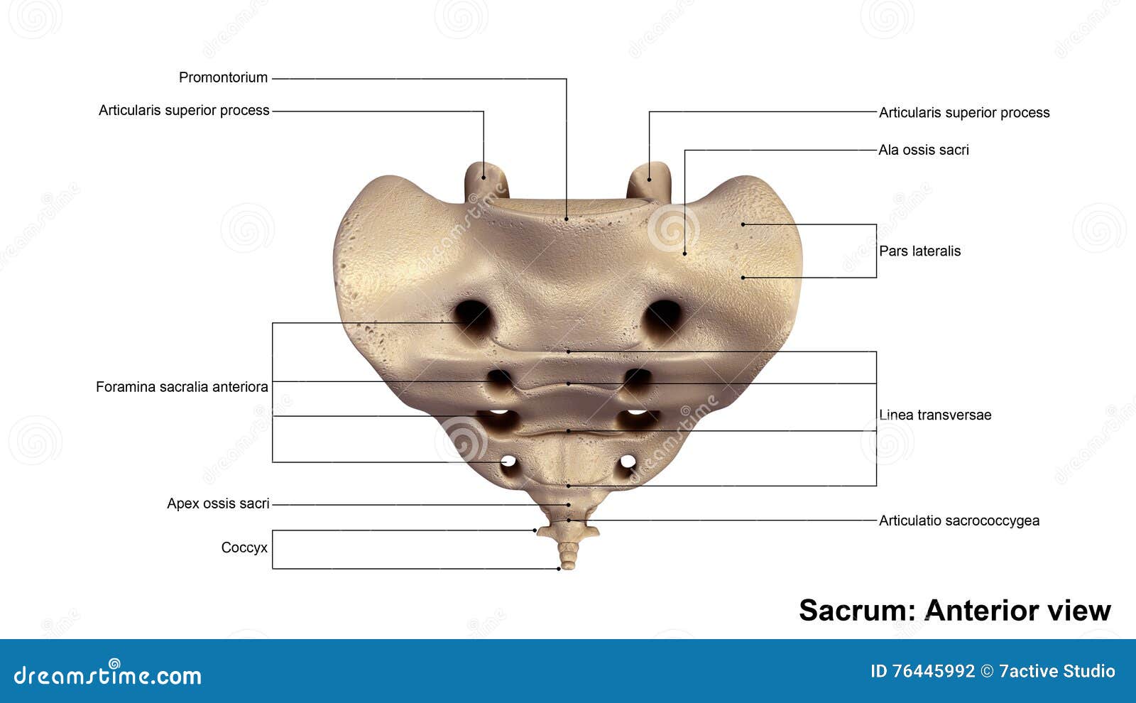 Sacrum stock illustratie. Illustration of skeletachtig - 76445992