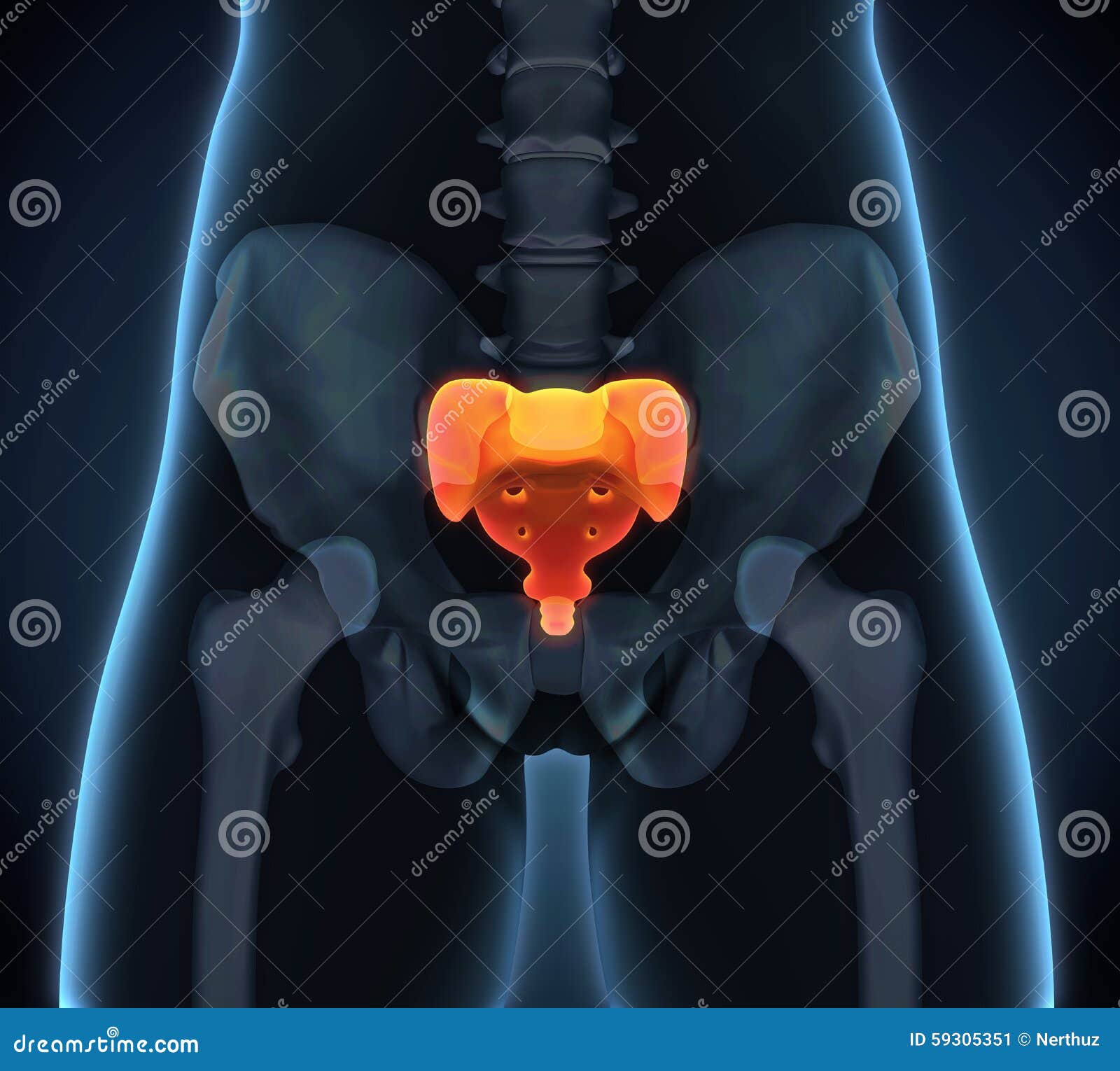 Sacrum Bone Anatomy stock illustration. Illustration of pelvis - 59305351
